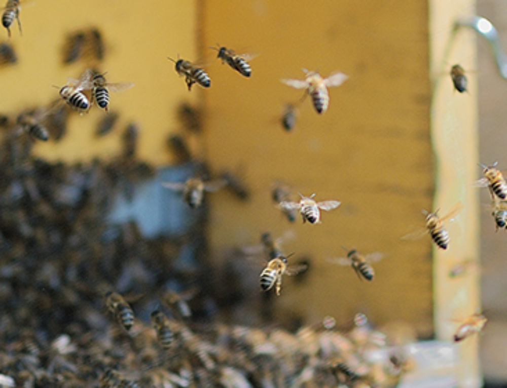 The oriental hornet (Vespa orientalis) from predator to potential ...
