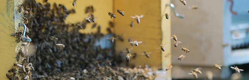 Amitraz resistance in Varroa destructor: a global overview